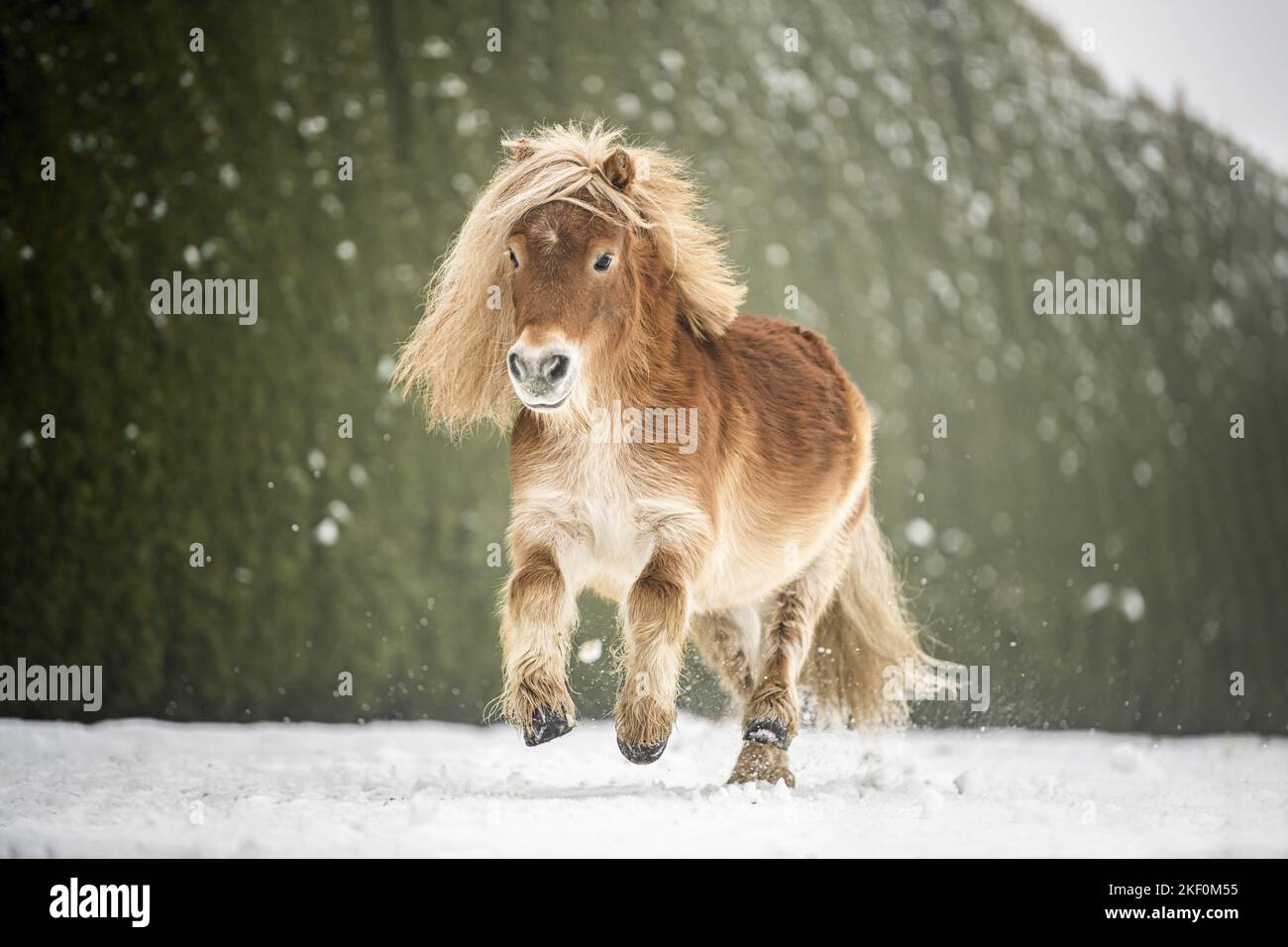Miniature hedges hi-res stock photography and images - Alamy