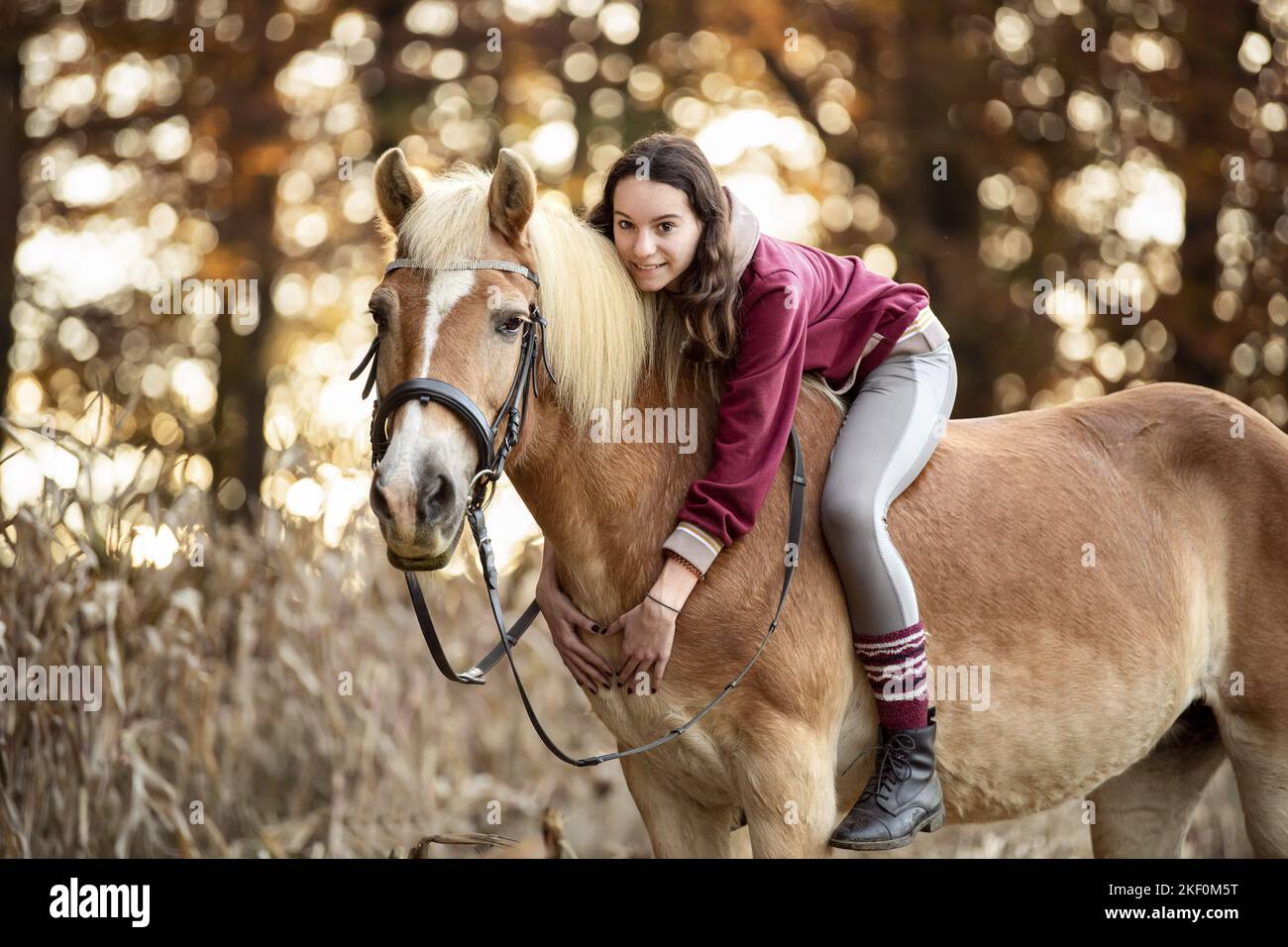 woman rides Haflinger Stock Photo - Alamy