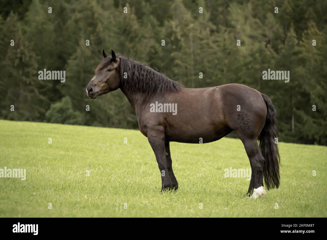 Noriker horses hi-res stock photography and images - Alamy