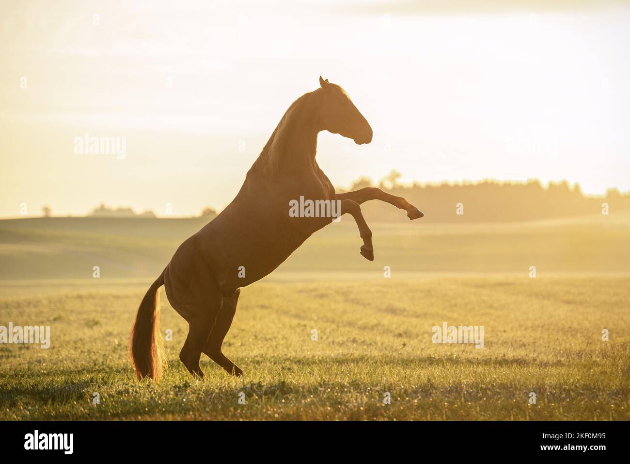 rising Quarter Horse Stock Photo - Alamy