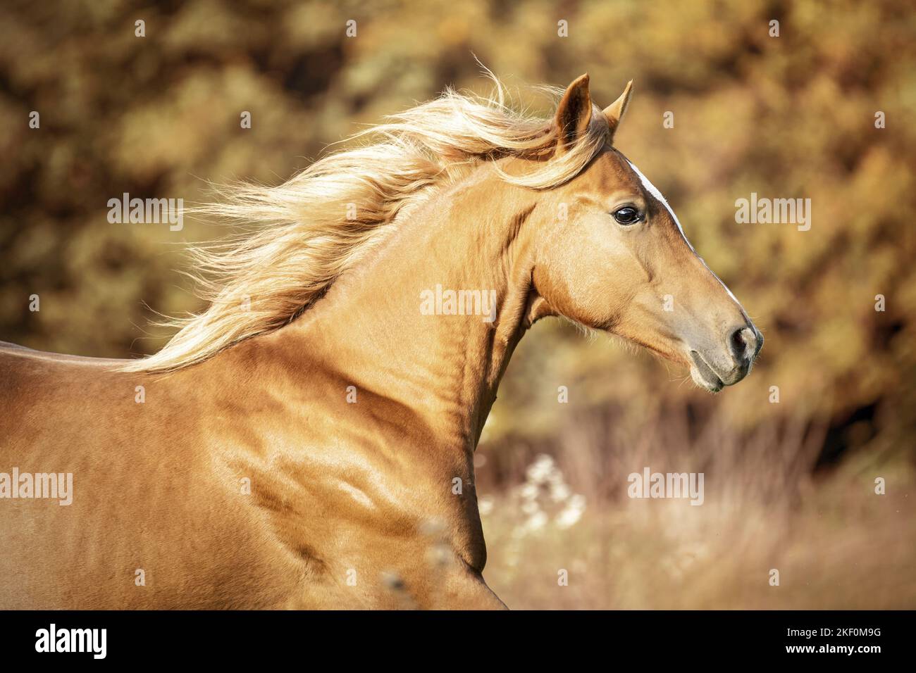 Noble equine hi-res stock photography and images - Alamy