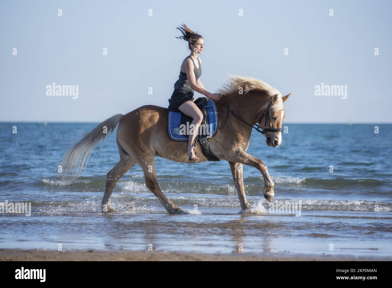 woman rides Haflinger Stock Photo - Alamy