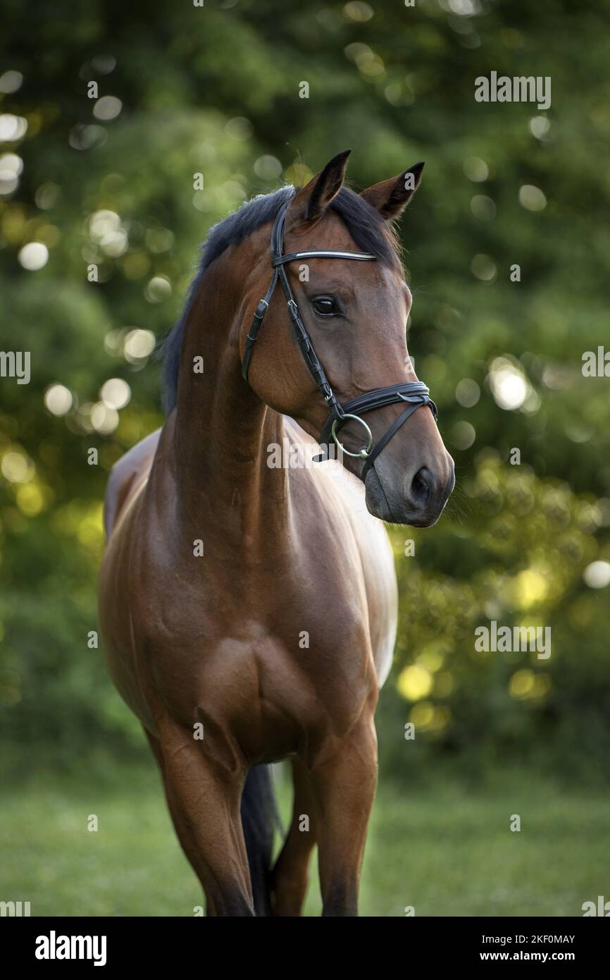 Trakehner crossbreed hi-res stock photography and images - Alamy
