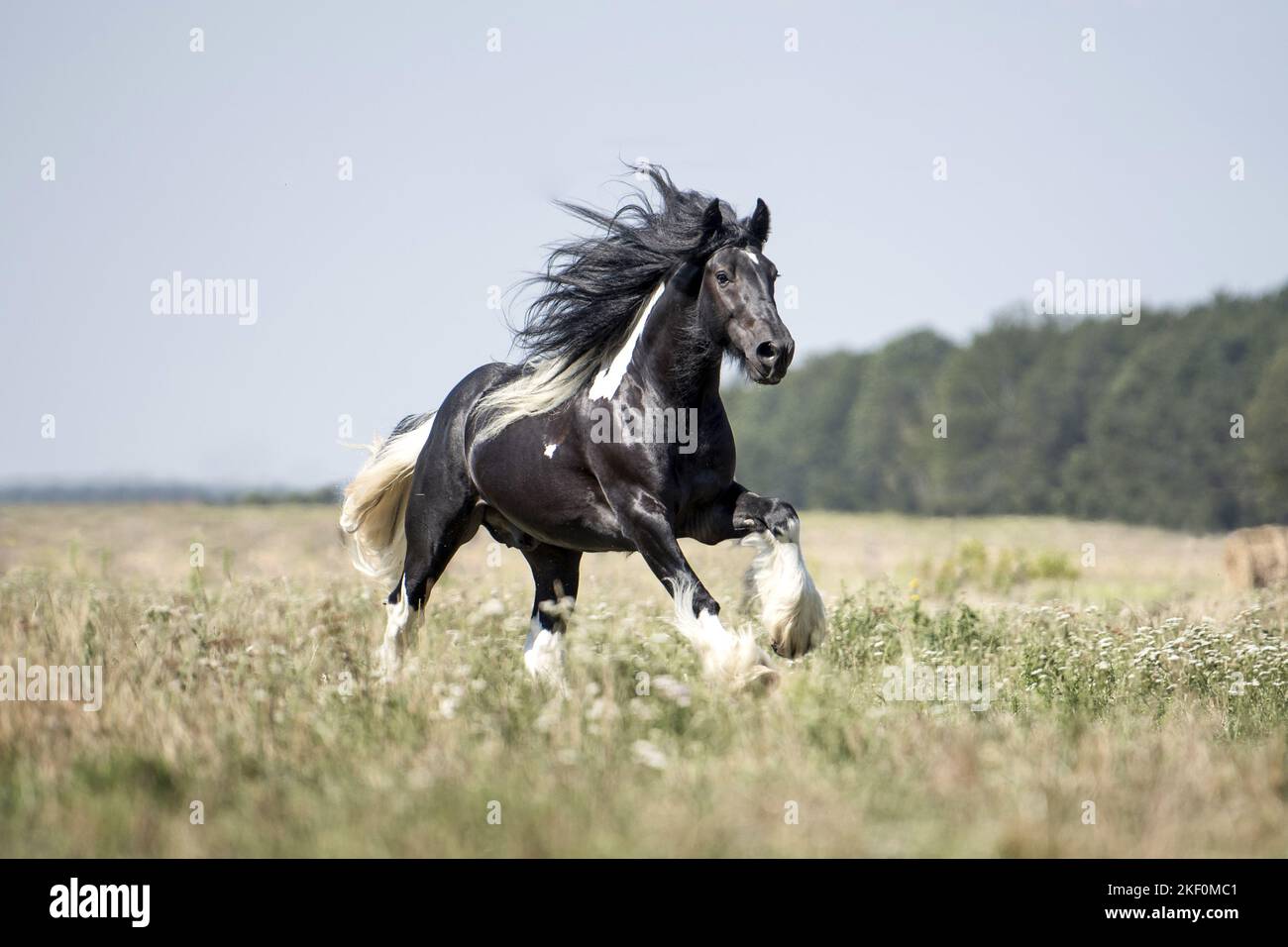 galloping Irish Tinker stallion Stock Photo - Alamy