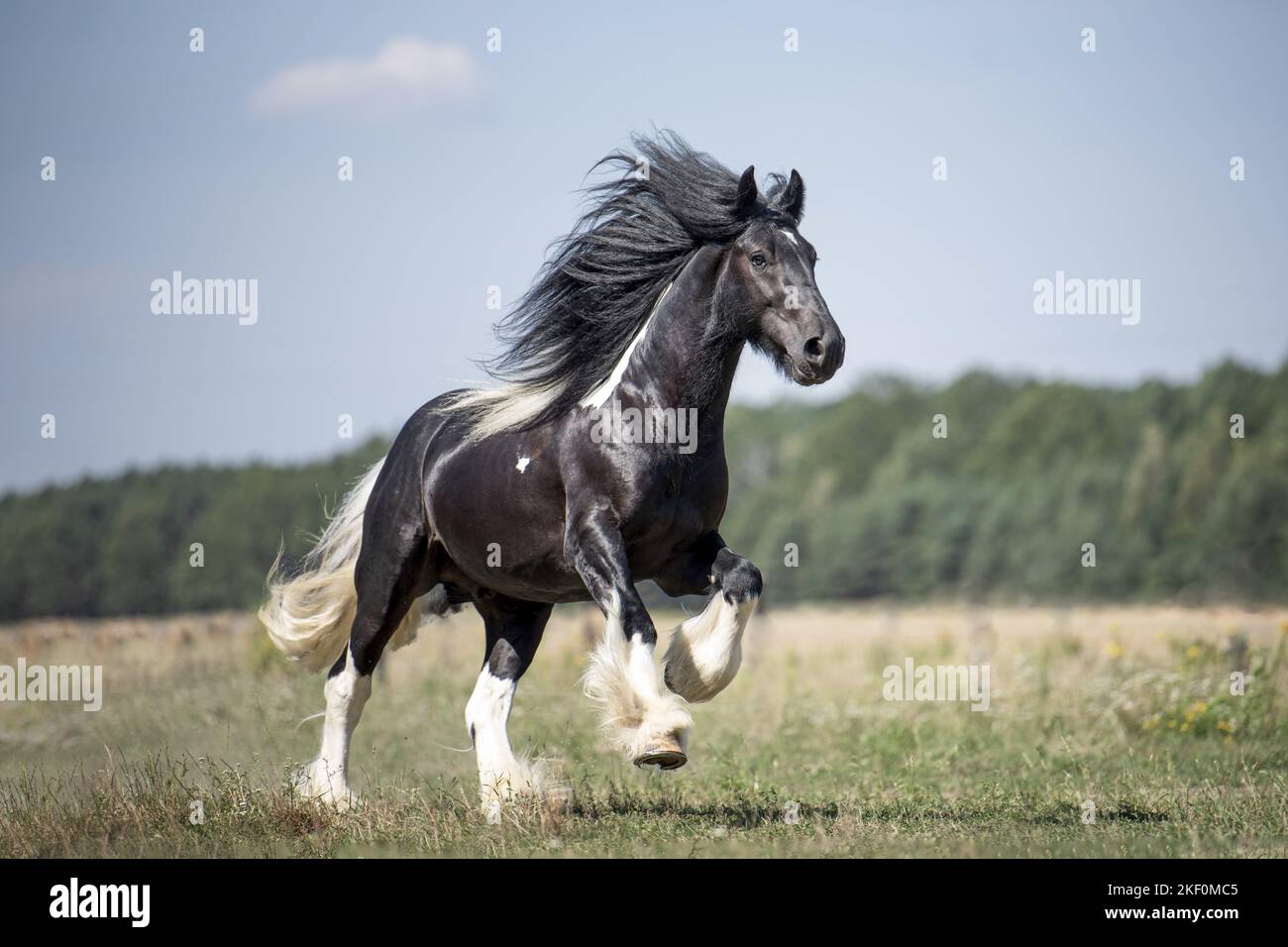galloping Irish Tinker stallion Stock Photo - Alamy