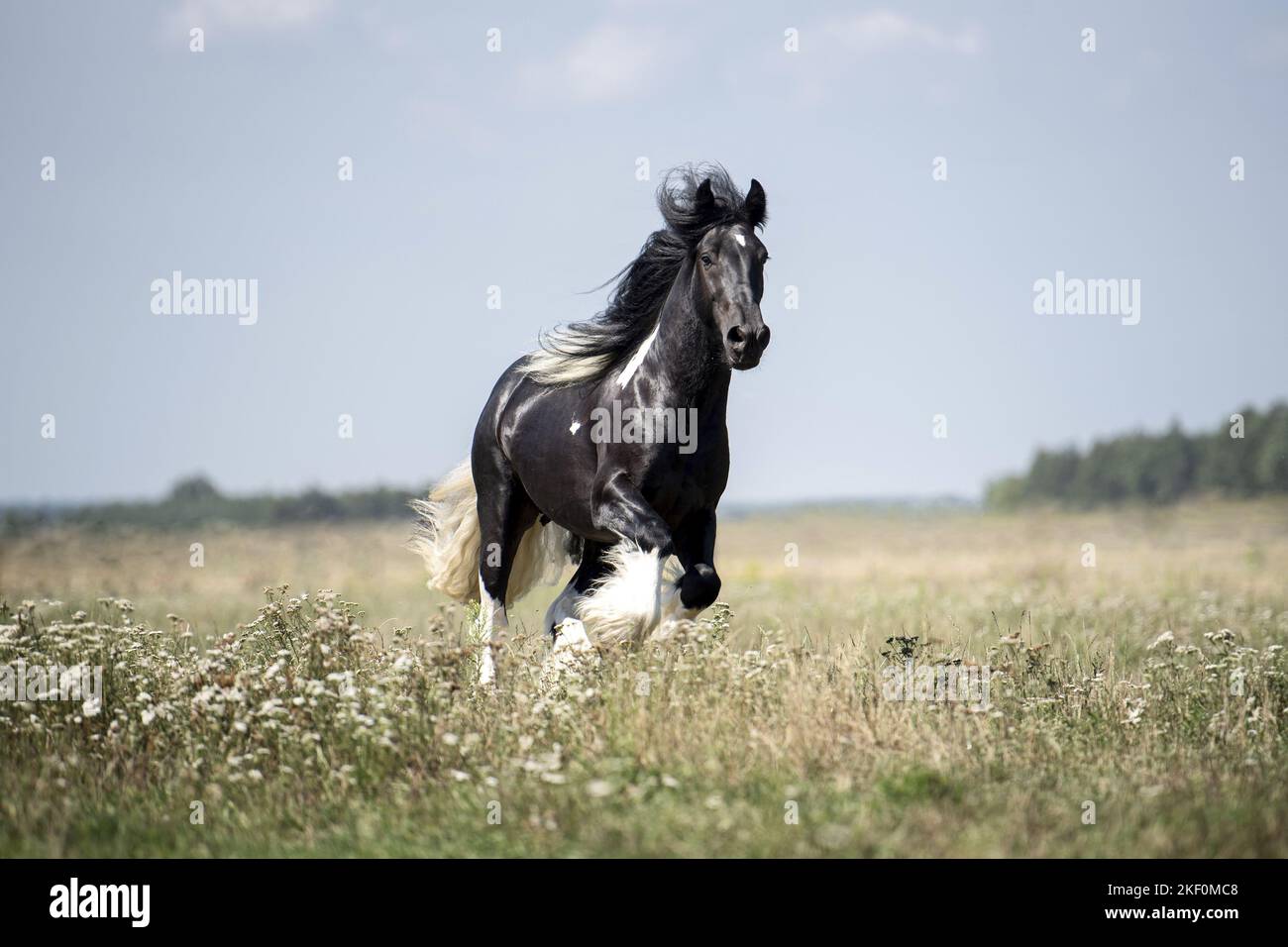 galloping Irish Tinker stallion Stock Photo - Alamy