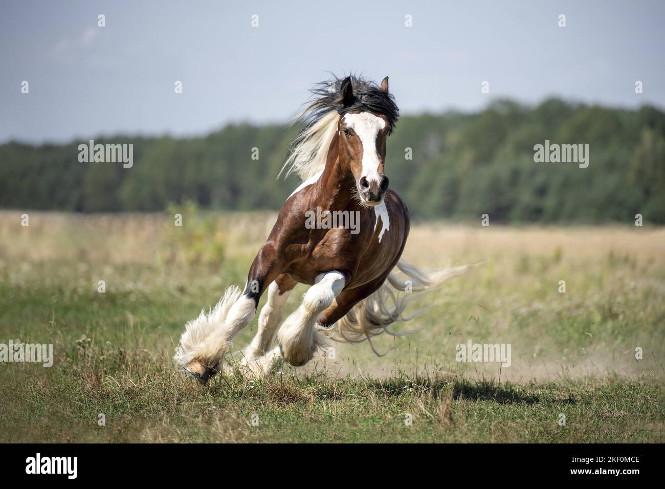 galloping Irish Tinker stallion Stock Photo - Alamy