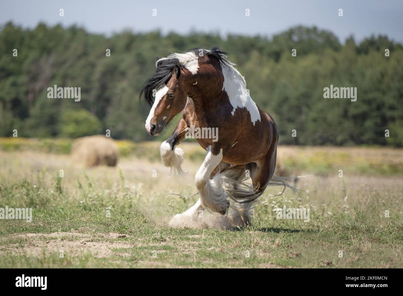 galloping Irish Tinker stallion Stock Photo - Alamy