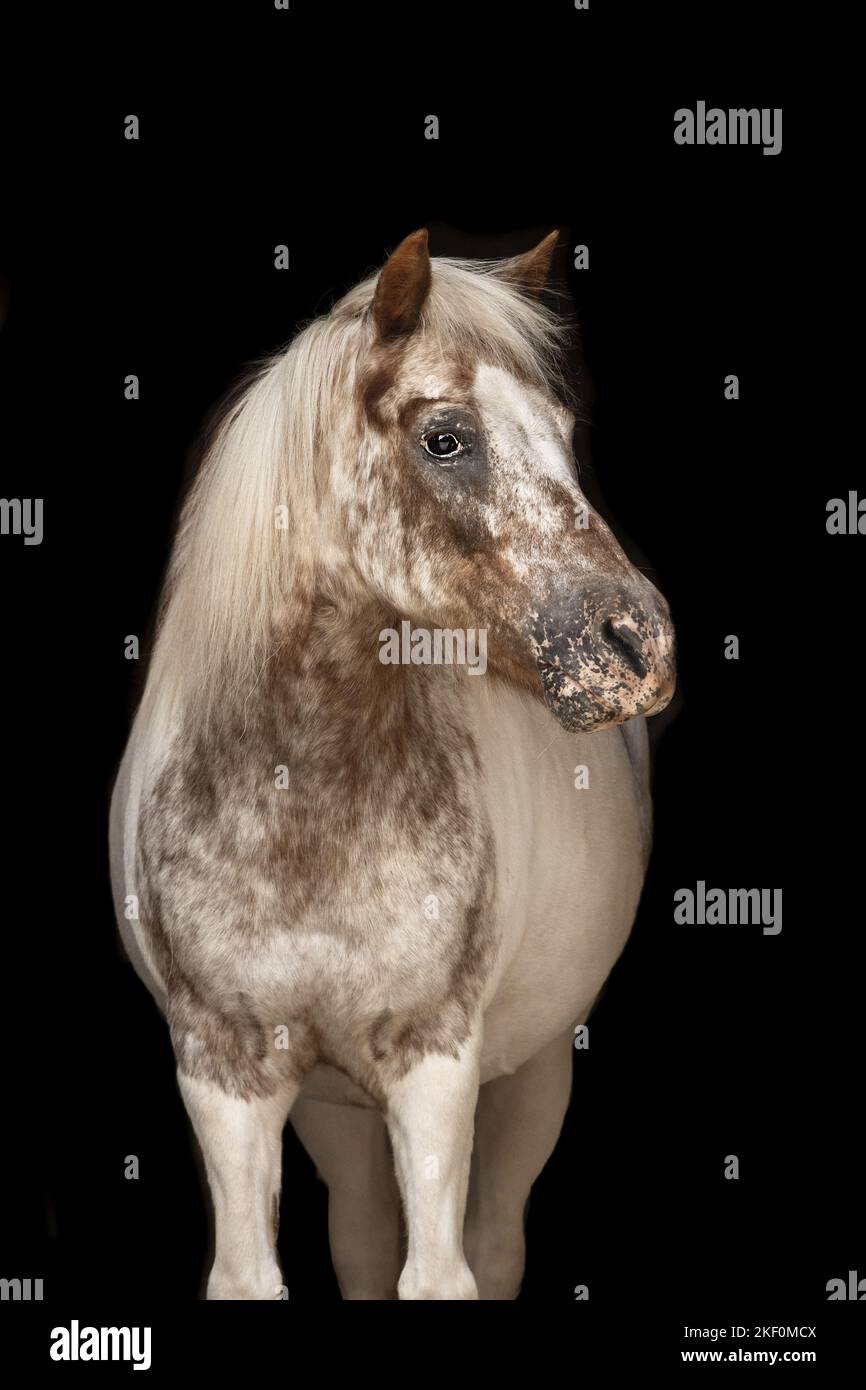 Pony cross hi-res stock photography and images - Alamy