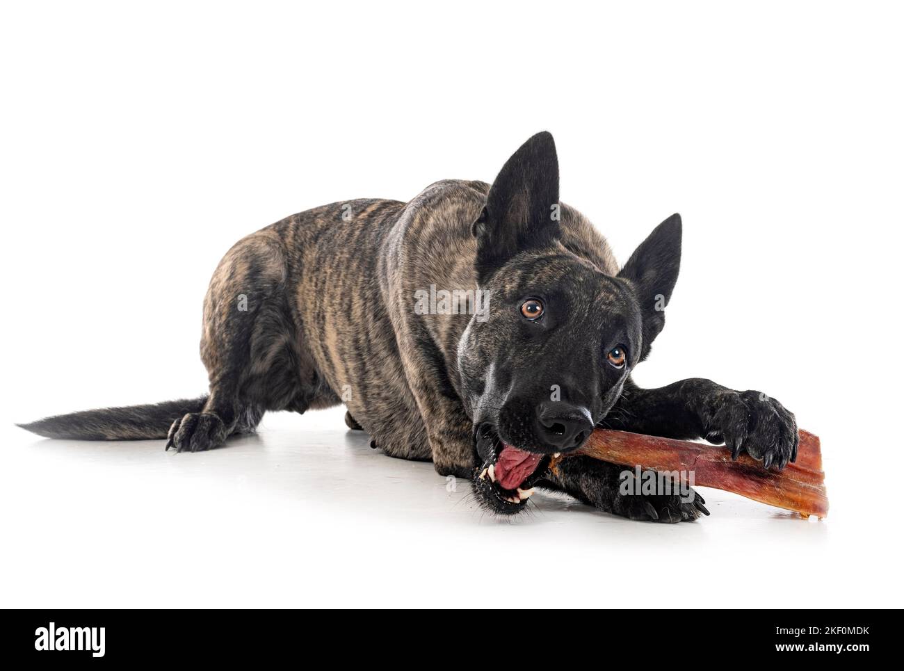 Dutch Shepherd in front of white background Stock Photo - Alamy