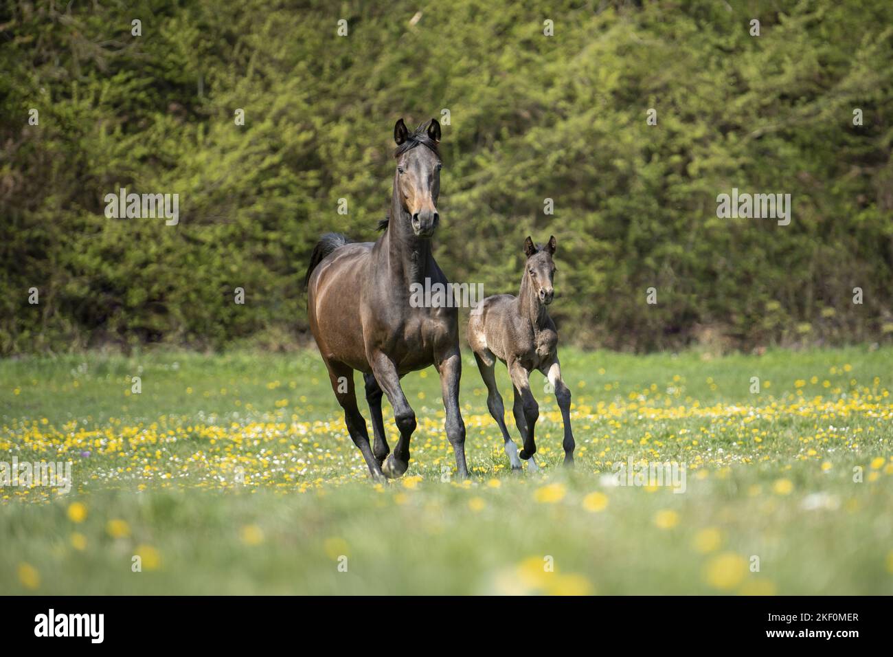 Cantering mare and foal hi-res stock photography and images - Alamy