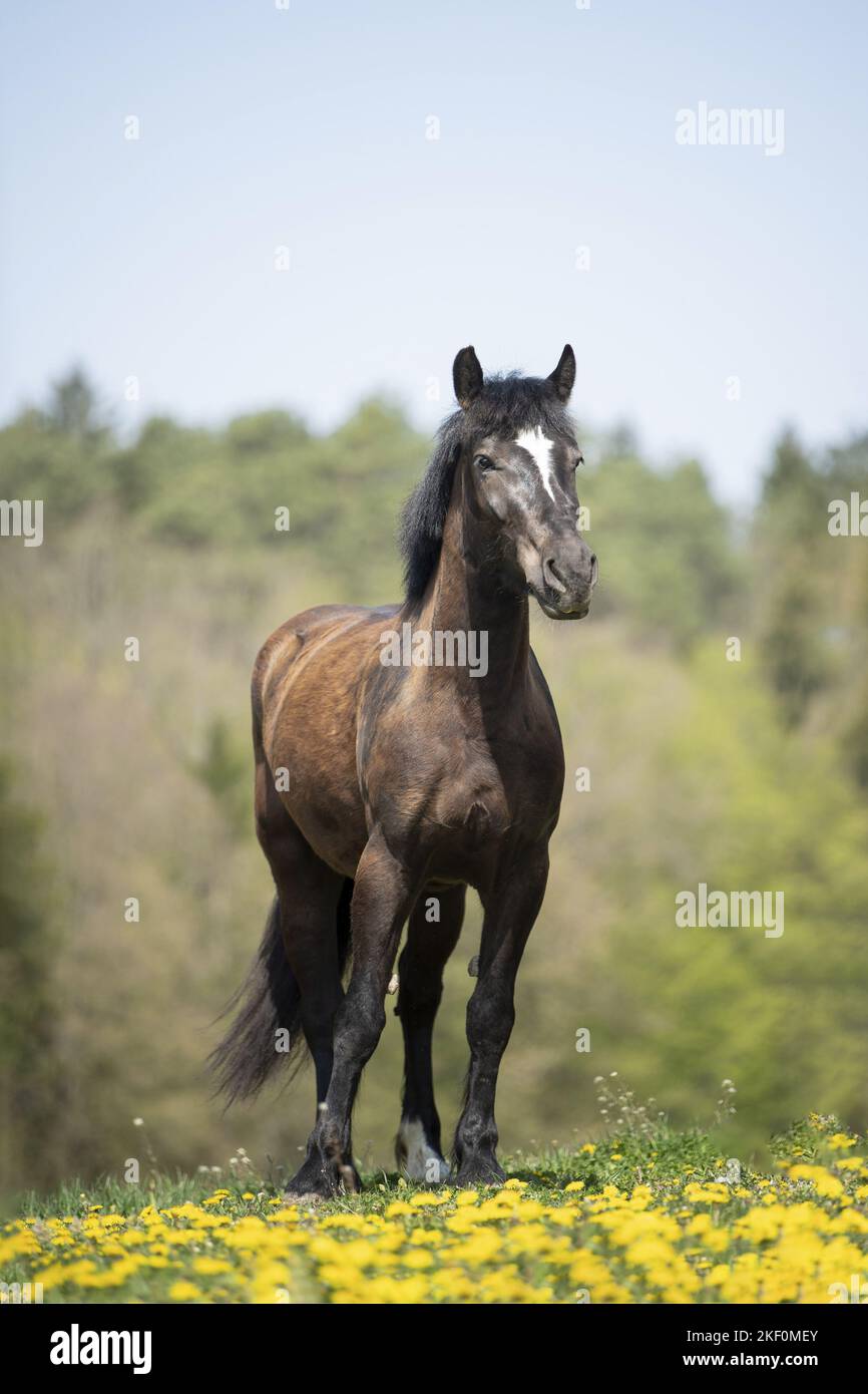 Pony cross hi-res stock photography and images - Alamy