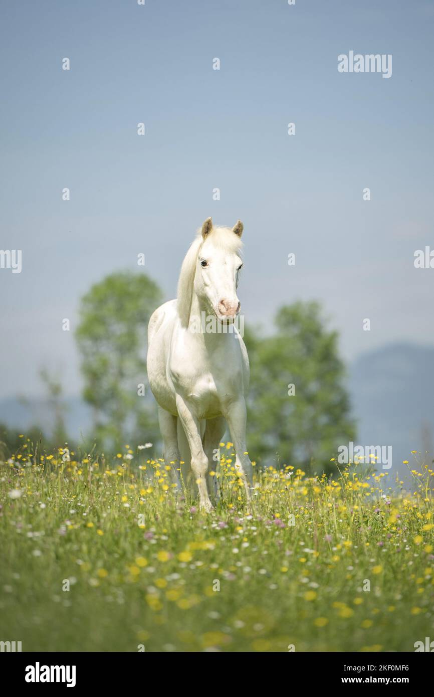 Welsh cross hi-res stock photography and images - Alamy