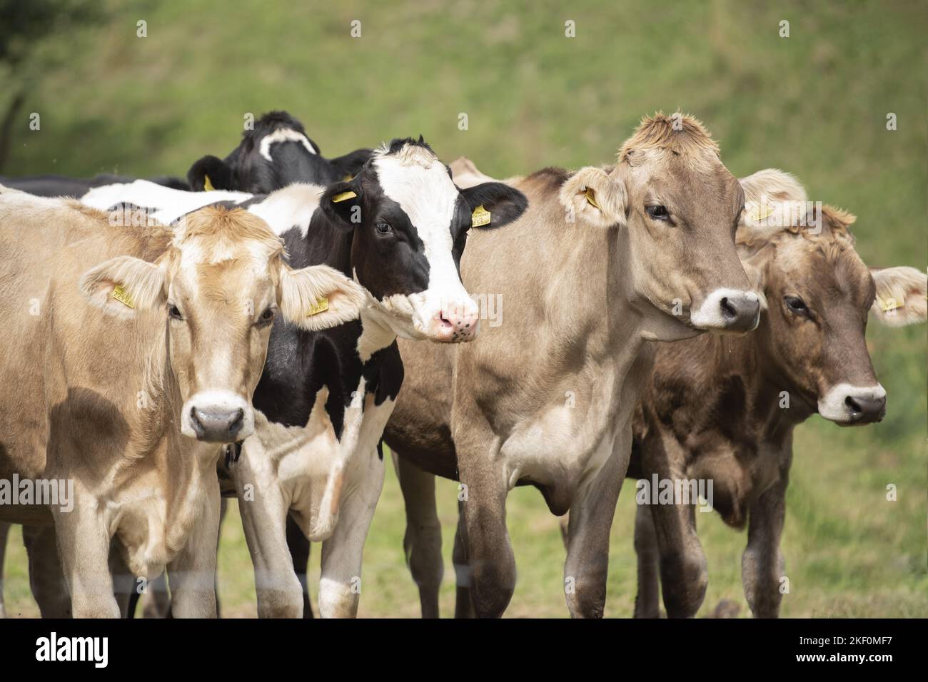 5 cows outside hi-res stock photography and images - Alamy