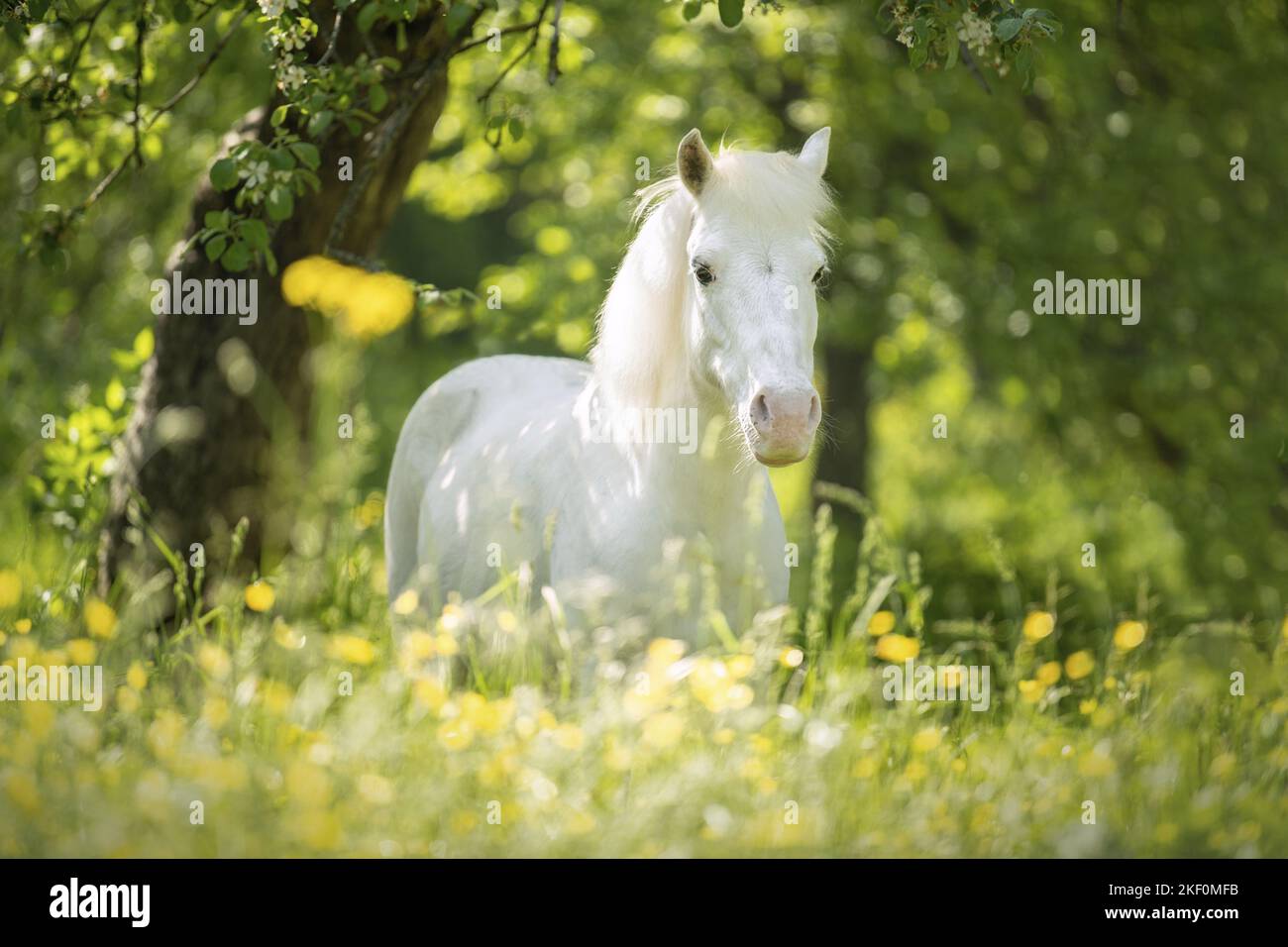 Welsh cross hi-res stock photography and images - Alamy