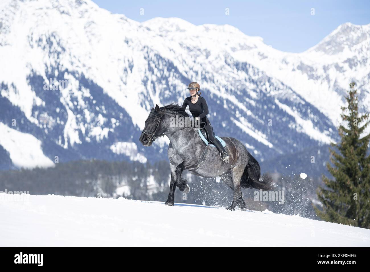 woman rides Noriker Horse Stock Photo - Alamy