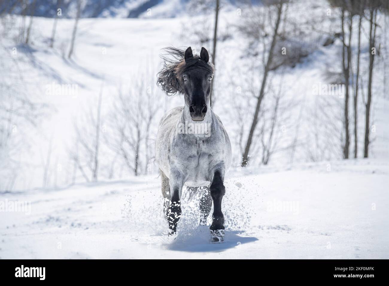 galloping Noriker Horse Stock Photo - Alamy