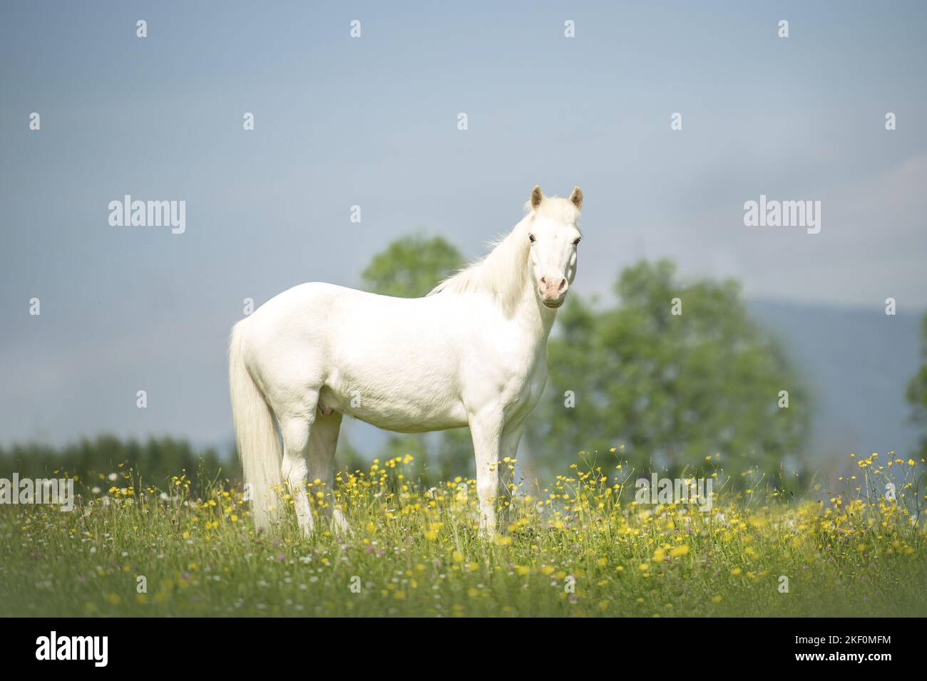 Welsh cross hi-res stock photography and images - Alamy