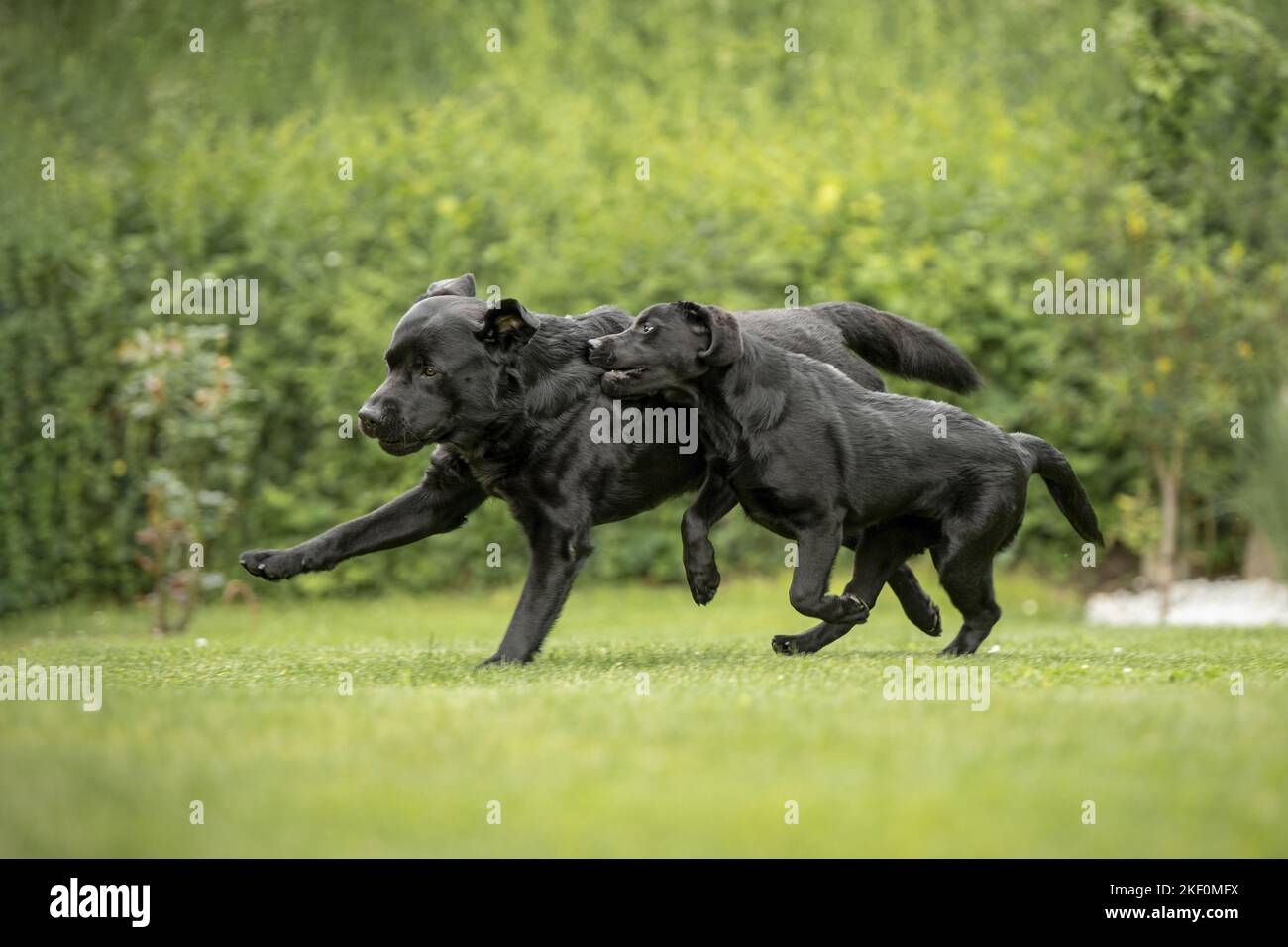 Two dogs labrador retrievers taking hi-res stock photography and images ...