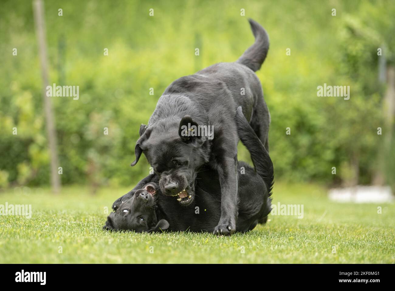 Labrador rolling hi-res stock photography and images - Alamy