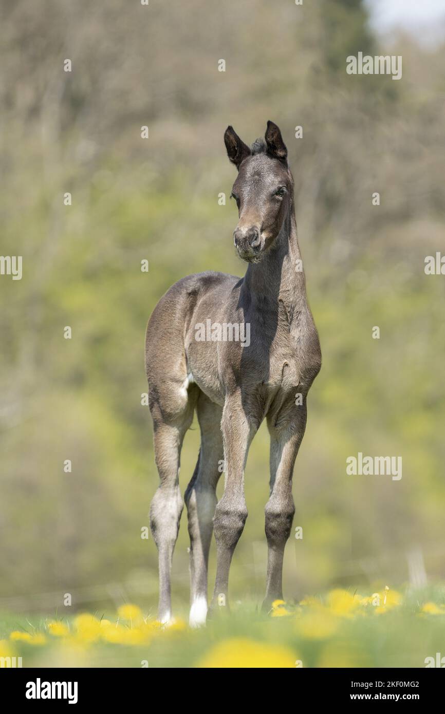 Austrian warmblood foal Stock Photo - Alamy