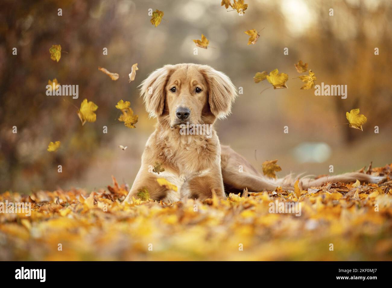 Retriever cross hi-res stock photography and images - Alamy