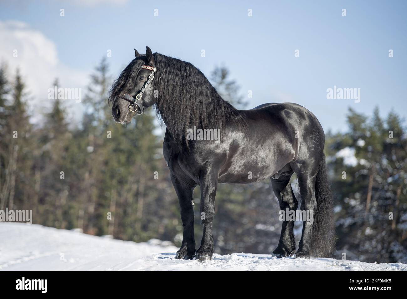 Noriker Horse Stallion Stock Photo - Alamy