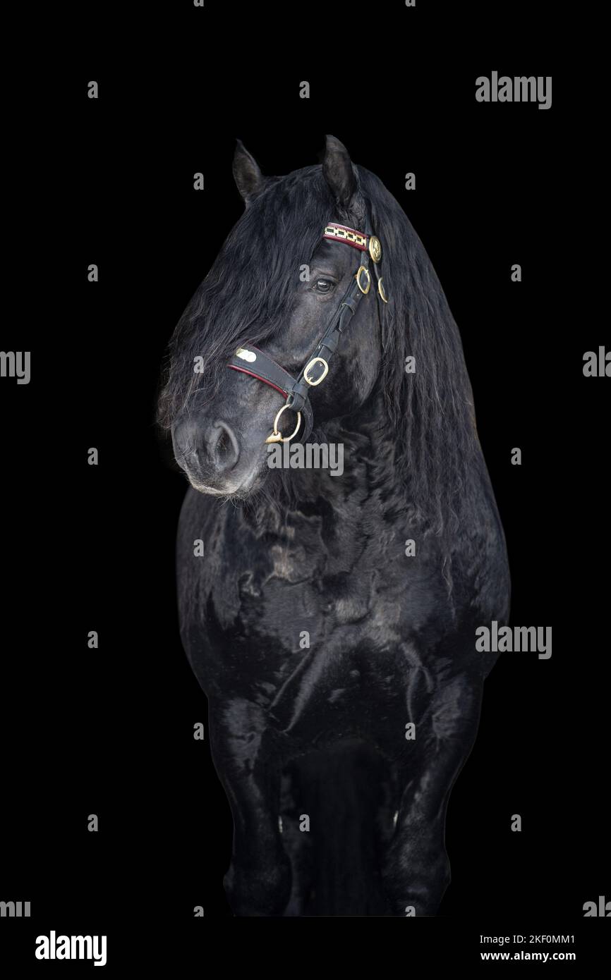 Noriker Horse Stallion Portrait Stock Photo - Alamy