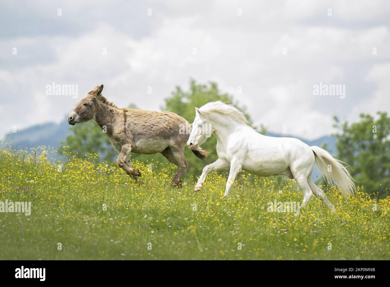 donkey and Welsh-Cross Stock Photo - Alamy