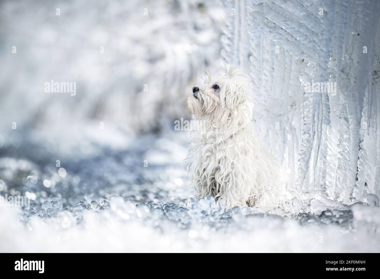 Maltese profile side hi-res stock photography and images - Alamy