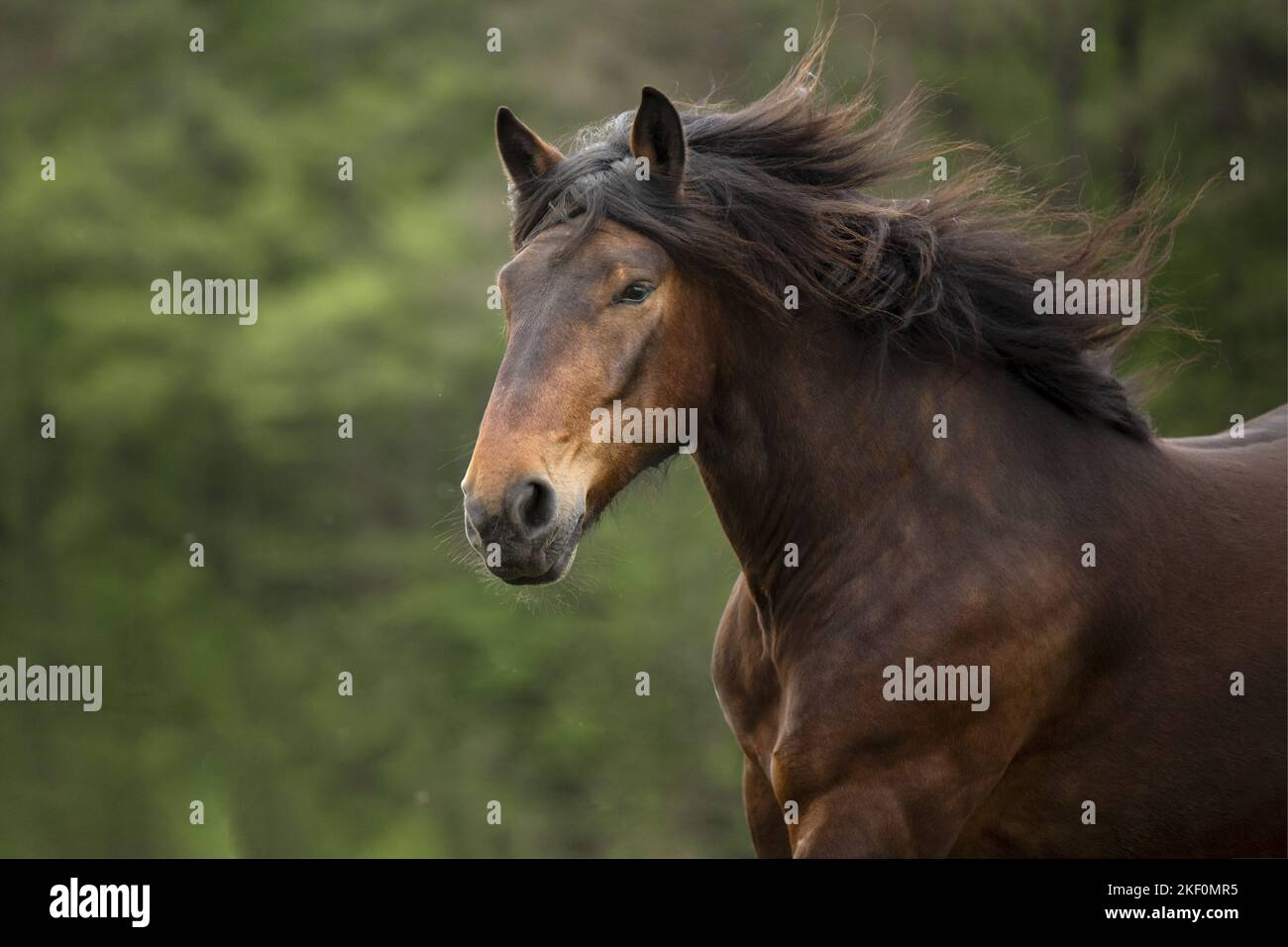 Noriker horses hi-res stock photography and images - Alamy