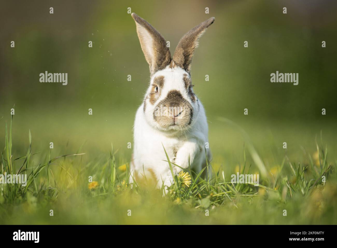 German giant cross hi-res stock photography and images - Alamy