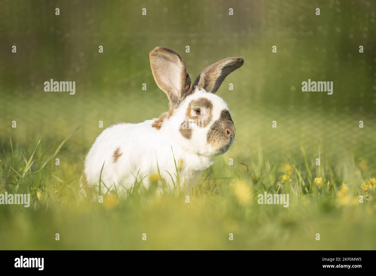 Giant rabbit german animal hi-res stock photography and images - Alamy
