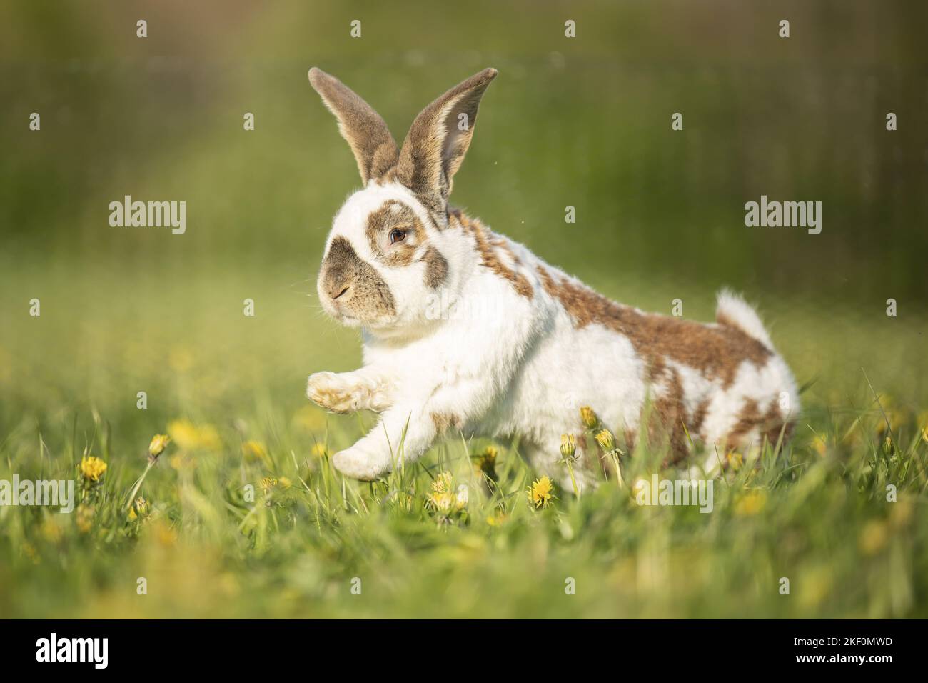 Giant rabbit german animal hi-res stock photography and images - Alamy