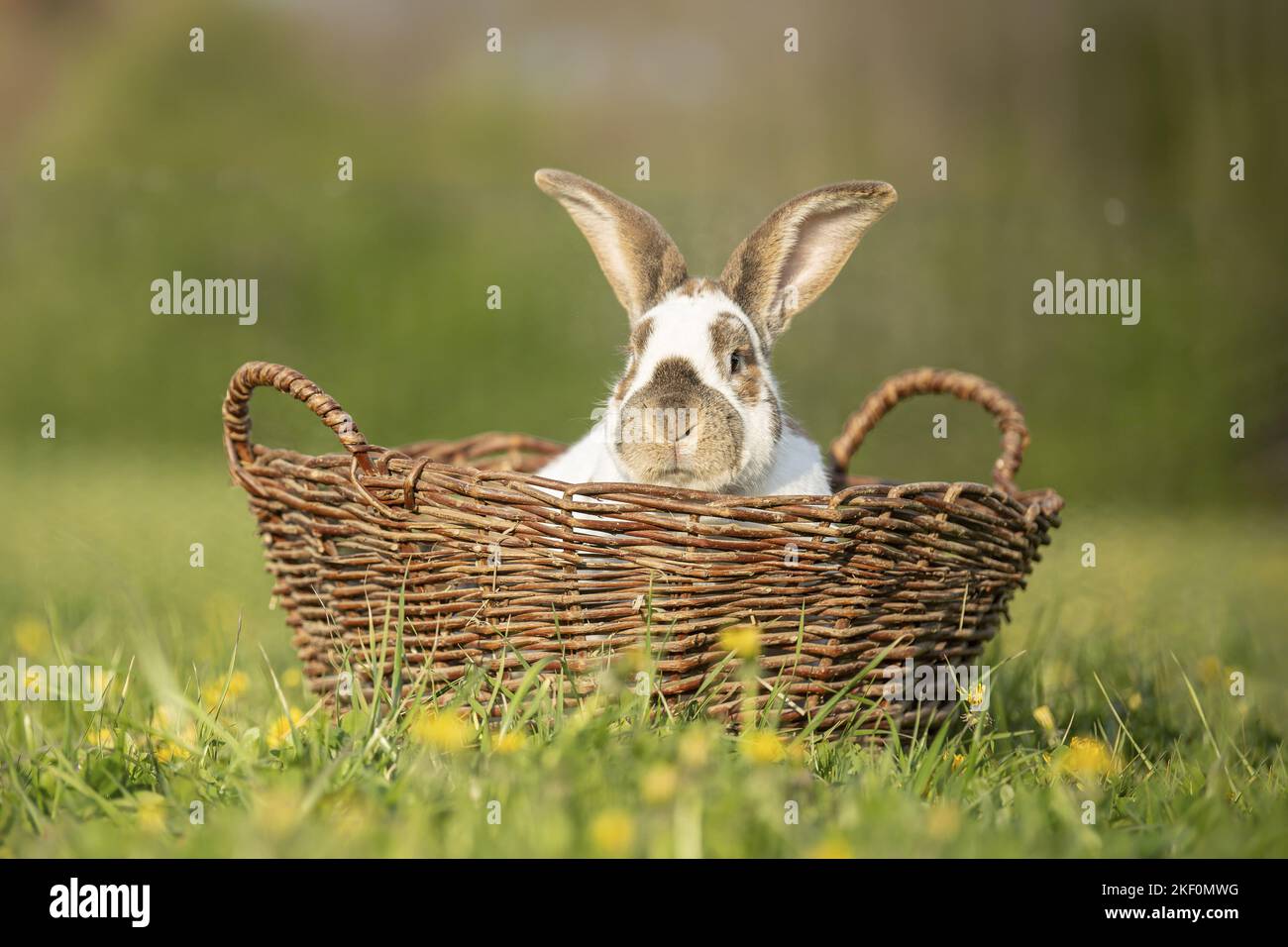 German giant cross hi-res stock photography and images - Alamy