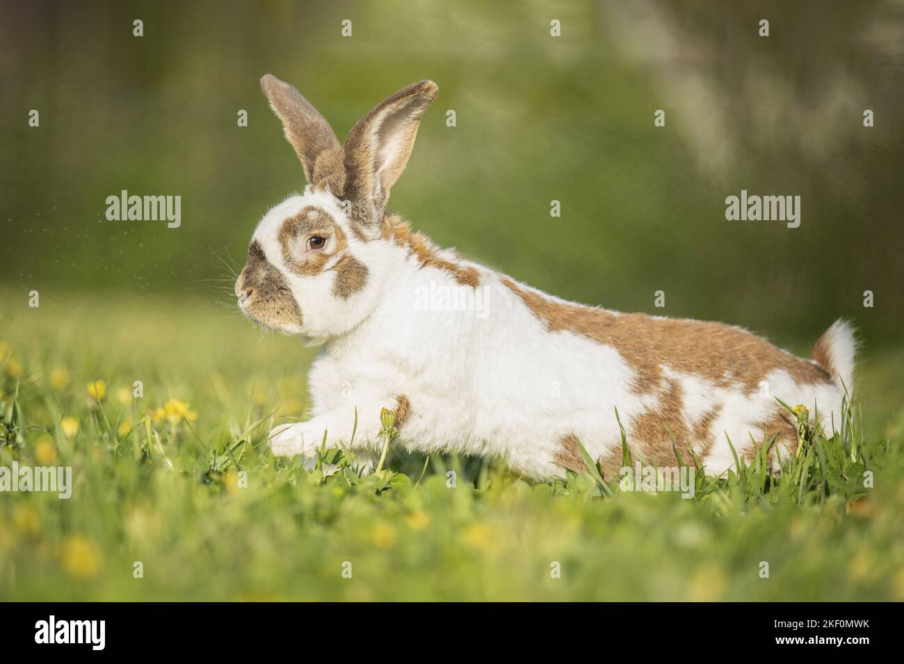German giant cross hi-res stock photography and images - Alamy