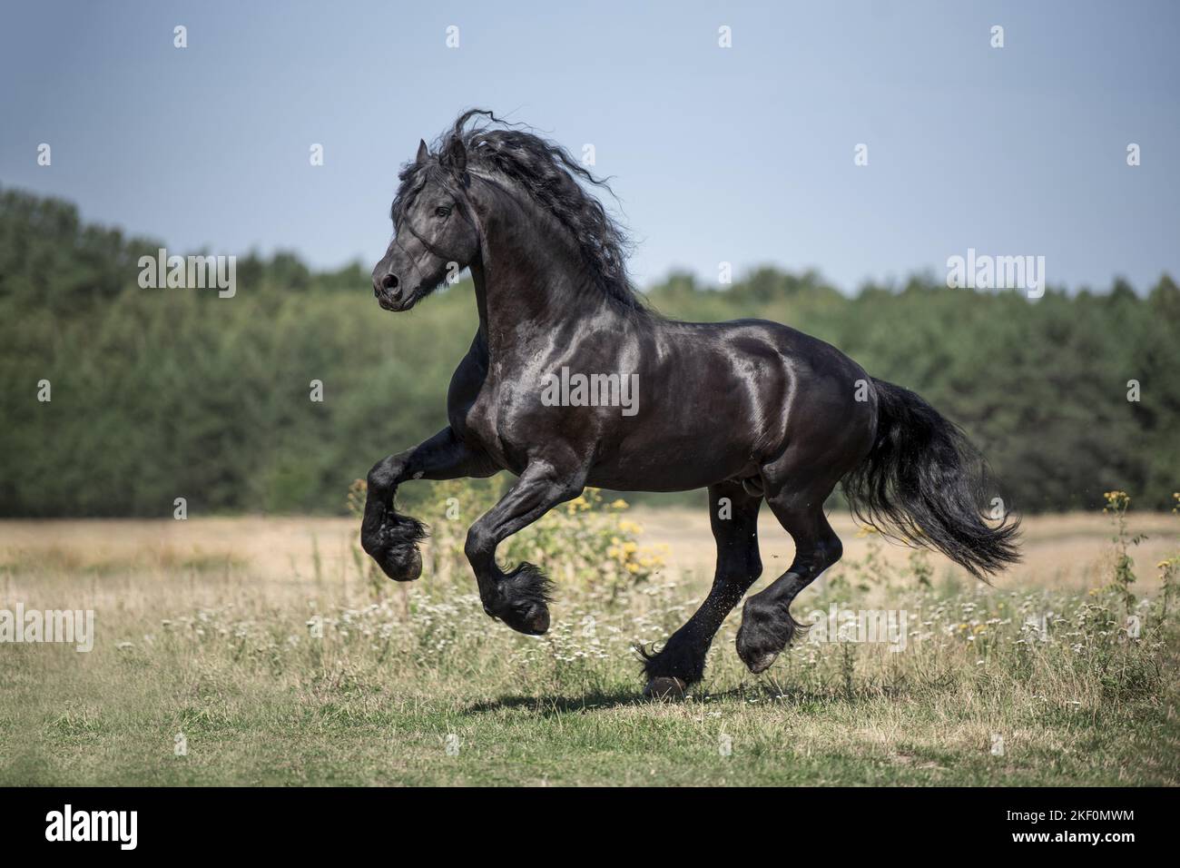 galloping Friesian stallion Stock Photo - Alamy