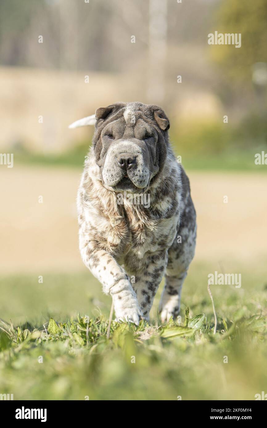 walking Shar Pei Stock Photo - Alamy