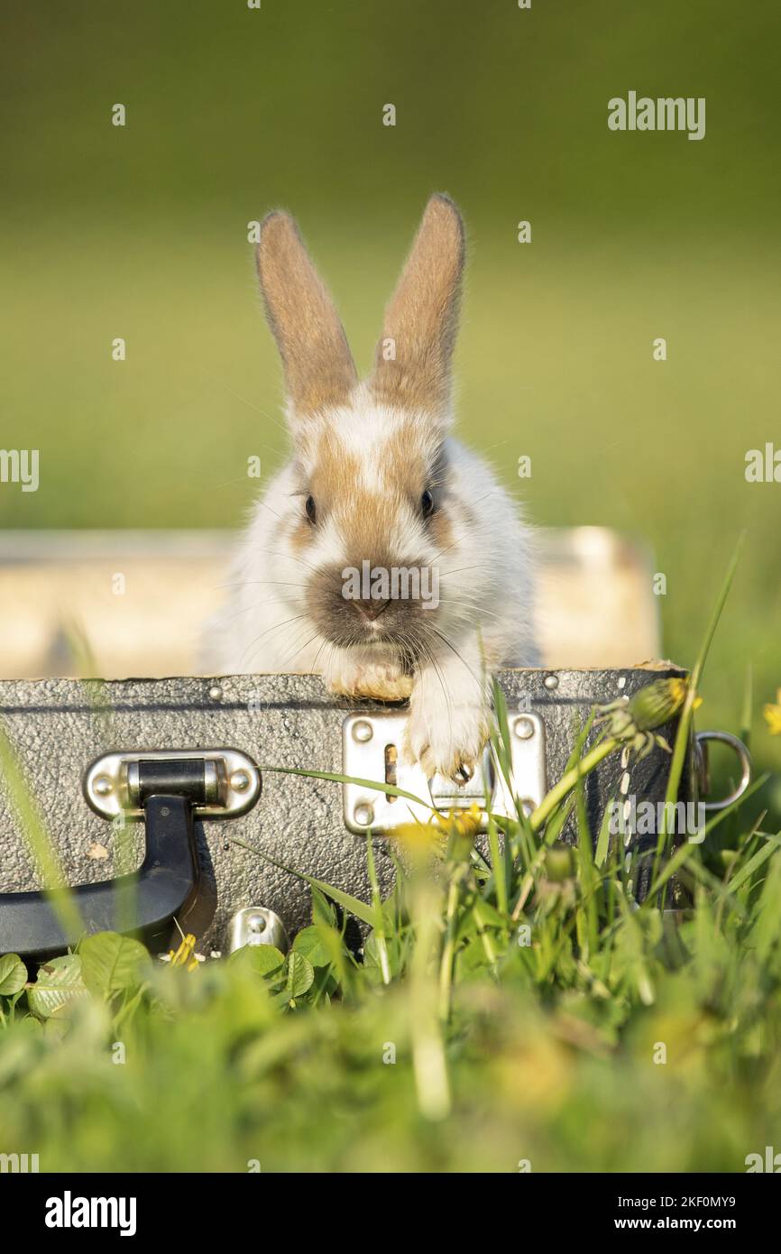 German giant cross hi-res stock photography and images - Alamy