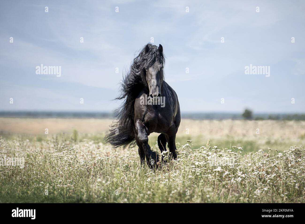 galloping Friesian stallion Stock Photo - Alamy