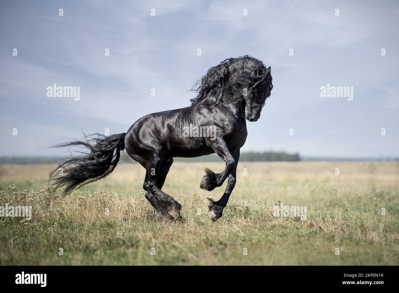 galloping Friesian stallion Stock Photo - Alamy