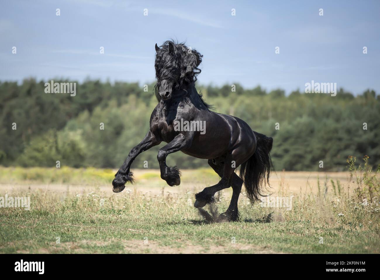 galloping Friesian stallion Stock Photo - Alamy