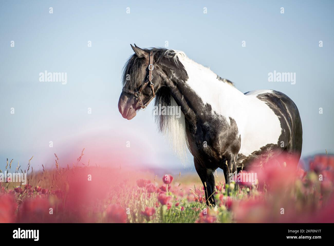 Irish Tinker Portrait Stock Photo - Alamy