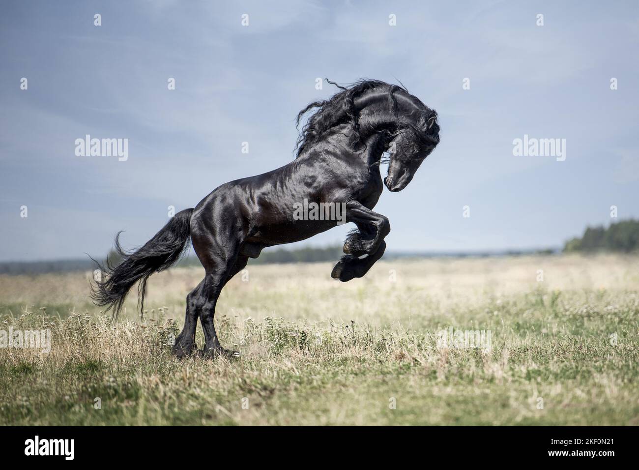 galloping Friesian stallion Stock Photo - Alamy