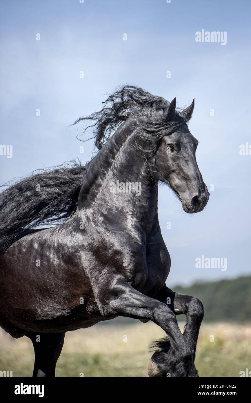 Friesian stallion portrait Stock Photo - Alamy