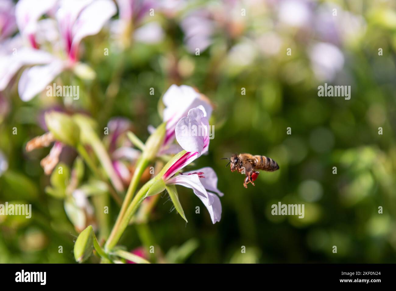 A honey bee flies around a white flower to collect nectar Stock Photo ...