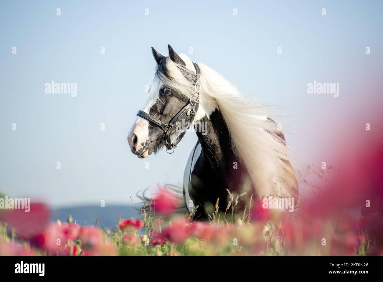 Irish Tinker Portrait Stock Photo - Alamy