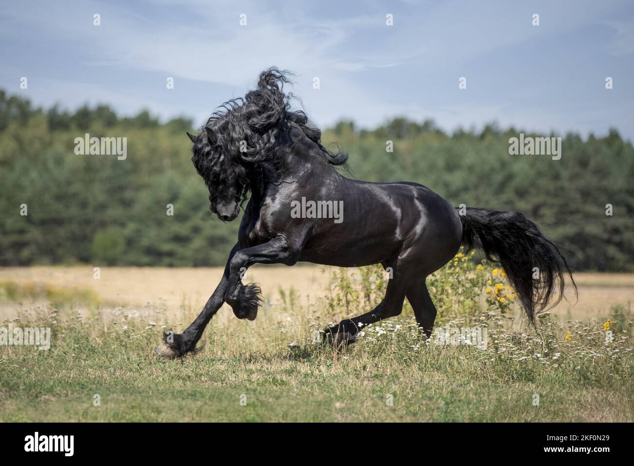 galloping Friesian stallion Stock Photo - Alamy