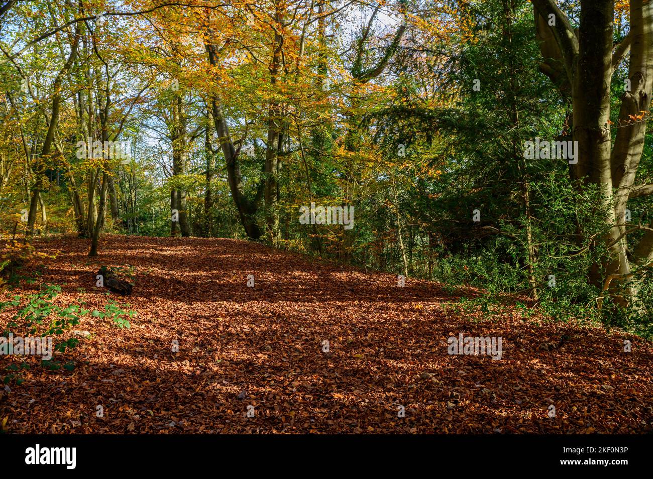 Autumn in Eaves Wood near Silverdale in Lancashire Stock Photo - Alamy