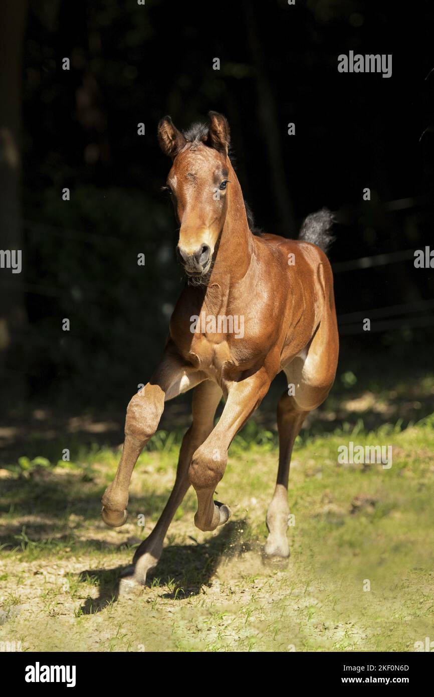 Strip grazing horse hi-res stock photography and images - Alamy